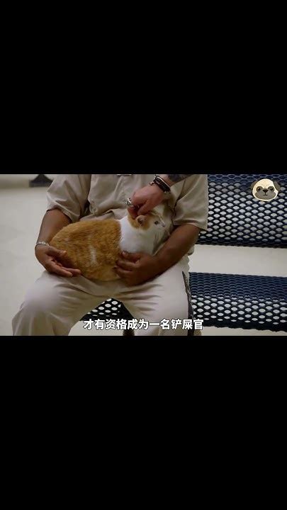 200隻流浪貓入住監獄，卻成監獄猛男的救贖~shorts Youtube