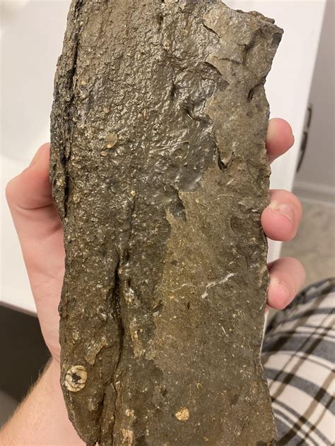 Rock Has Fossils R Fossilid