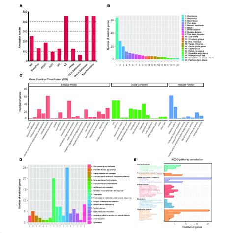 Function Annotation Of Novel Genes A Function Annotation Of Novel Download Scientific