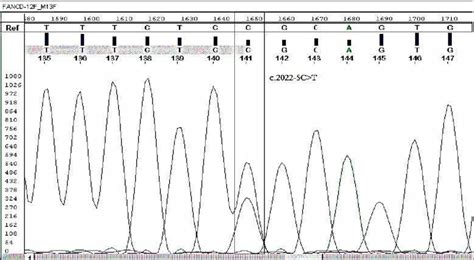 Electropherogram Showing Mutation C T In Fancd2 At Splice Site Of Download Scientific Diagram