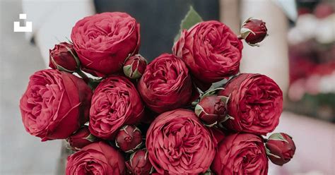 빨간 꽃잎이 달린 꽃다발을 들고 있는 사람 사진 Unsplash의 무료 꽃 이미지