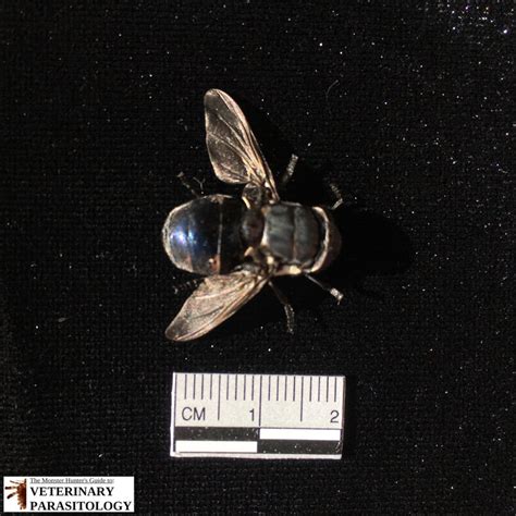 Cuterebra Sp Larva Monster Hunters Guide To Veterinary Parasitology