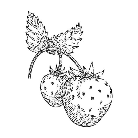 Strawberry Sketch Vector Art Icons And Graphics For Free Download