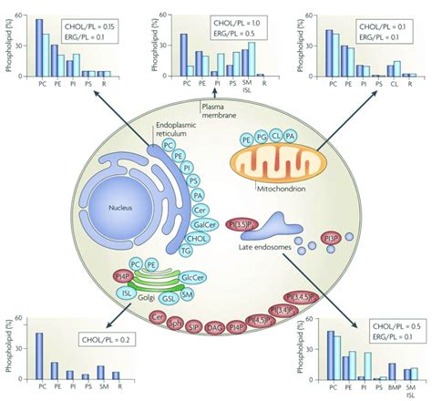 Lipid Synthesis And Distribution In Endomembranes The Lipid Download Scientific Diagram