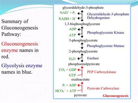 Biosynthesis Of Polysaccharides Pptx