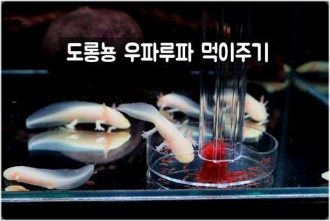 우파루파 도롱뇽키우기 어항에 먹이줄때마다 불안불안 네이버 블로그