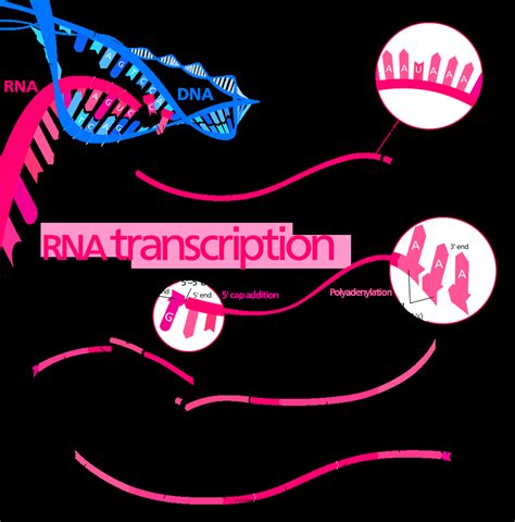 RNA Transcription Overview Of The Process Steps Download Scientific Diagram