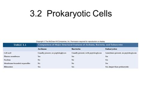 Lecture 2 Cell Biology Flashcards Quizlet