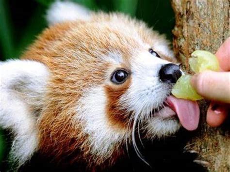 Mozilla Wants You To Learn To Love Firefox Again