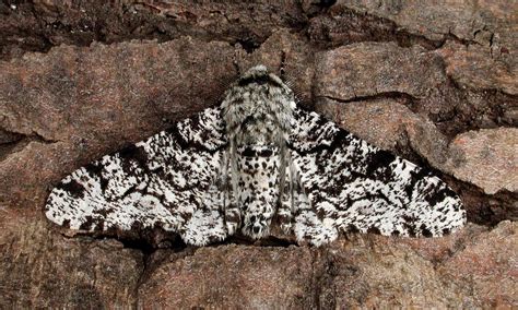 Peppered Moth Butterfly Conservation