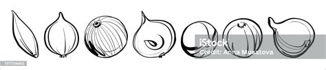 신선한 양파 다양한 품종의 세트 심플한 스타일 스케치 아이콘 흑백 0명에 대한 스톡 벡터 아트 및 기타 이미지 0명 개체 그룹 건강한 식생활 Istock