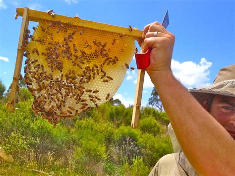 Going Against The Flow Is The Flow Hive A Good Idea