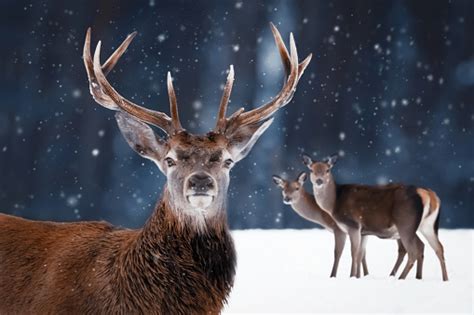 큰 뿔과 눈 덮인 숲에서 사슴 여성 귀족 사슴 남자 자연적인 겨울 이미지입니다 겨울 원더랜드입니다 0명에 대한 스톡 사진 및 기타 이미지 Istock