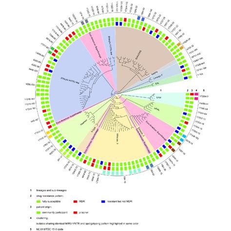 Radial Upgma Tree Based On The Copy Numbers Of Miru Vntr 24 Loci Inner Download Scientific
