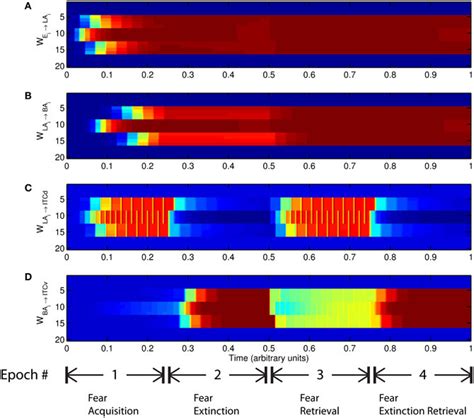 Time Evolution Of Model Synaptic Weights During Normal” Mode The Download Scientific Diagram