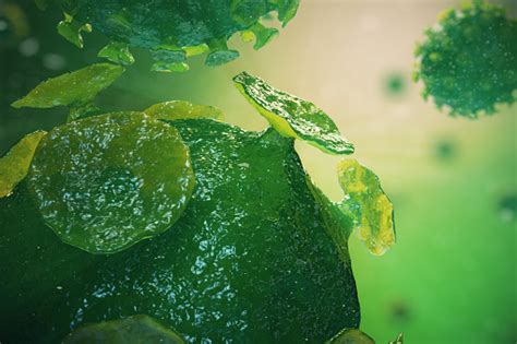 만성 간 질환 간염 바이러스 3 차원 일러스트 레이 션을 일으키는 바이러스 성 간염 감염 A 형 간염에 대한 스톡 사진 및 기타