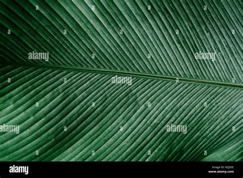 Texture Of Green Leaf In Nature Abstract Background Of Line Pattern Stock Photo Alamy