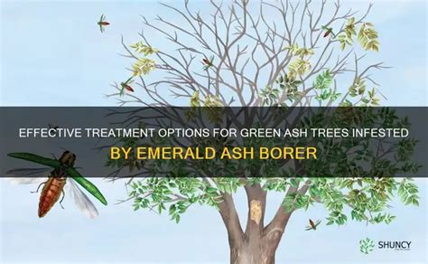 Effective Treatment Options For Green Ash Trees Infested By Emerald Ash Borer ShunCy