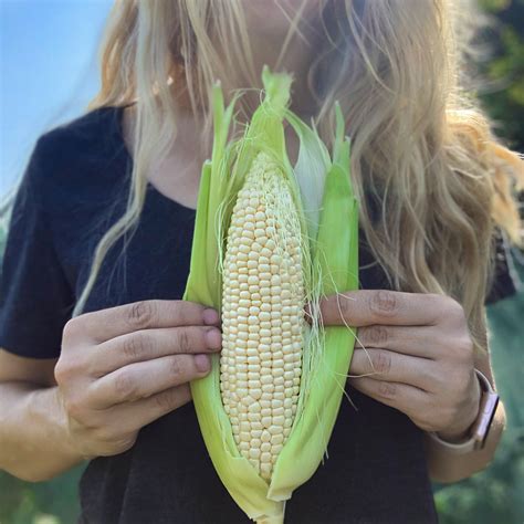 Sweetcorn Stowells Evergreen Seeds She Grows Veg