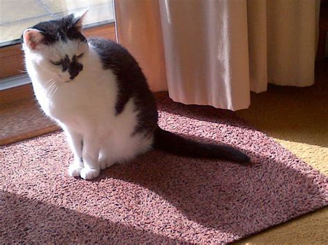 Resources The Hyperthyroid Cat Centre