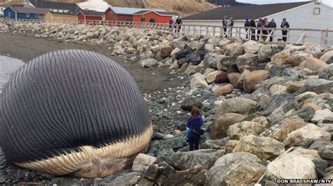 Canada Museum To Take Exploding Whale Corpses Bbc News