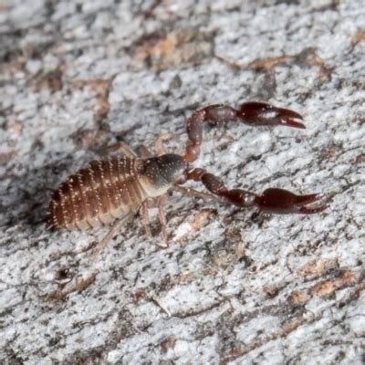 Pseudoscorpiones Sp Order False Scorpion Pseudoscorpion