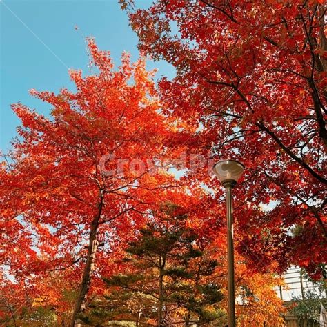 가을 단풍 단풍나무 단풍잎 알록달록 사진 이미지 일러스트 캘리그라피 솔트리작가