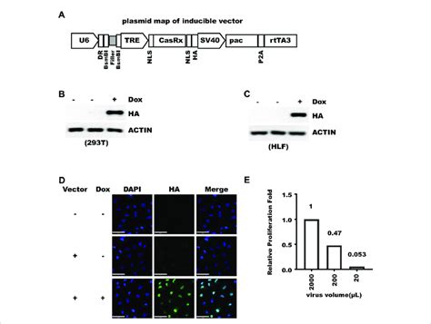 Plenti Tre Casrx U6 Expresses Casrx In A Tightly Inducible Manner A Download Scientific
