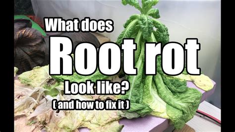 Preventing Root Rot In Hydroponics