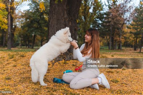 공공 공원에서 야외에서 사모예드 강아지와 놀고 있는 아름다운 젊은 갈색 머리 여자 18 19세에 대한 스톡 사진 및 기타 이미지 18 19세 가을 가을 단풍 Istock