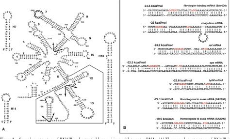 Figure 1 From Staphylococcus Aureus Rnaiii Coordinately Represses The Synthesis Of Virulence