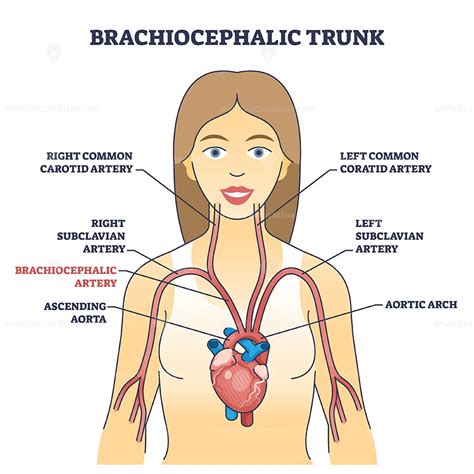 Brachiocephalic Trunk Anatomy With Innominate Blood Artery Outline Diagram Vectormine