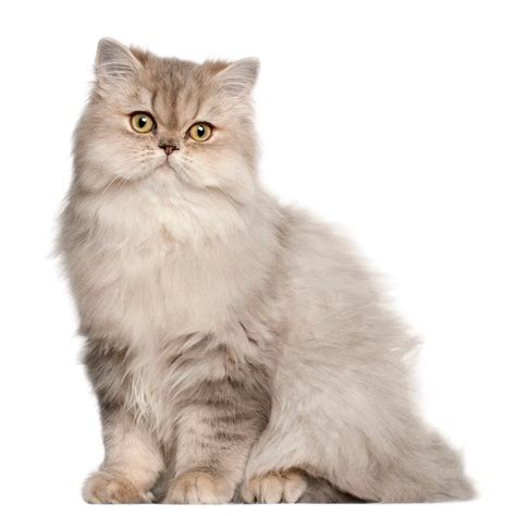 Which Cat Should I Get Cat Breed Selector Tool Purina