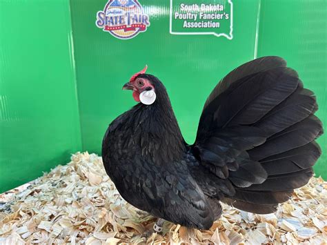 South Dakota Poultry Fanciers Association Bantam Black Cochin Cock