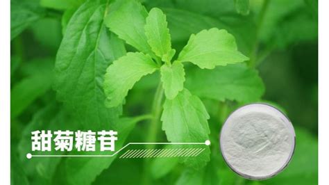 甜菊糖苷有什么作用？