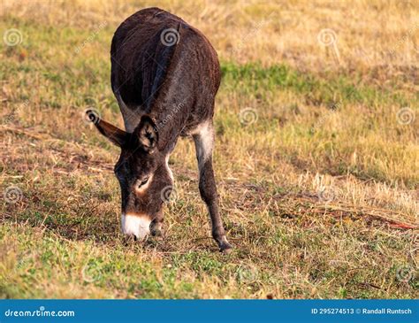 Burro Foal Grazing In Custer State Park Stock Image Image Of Immature