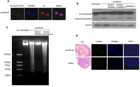 Cells And Xenograft Tissue Display Apoptosis Labeled With Probe Dnsba Download Scientific