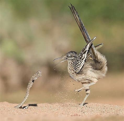 Fotd The Greater Roadrunner The Wildest Facts Facebook