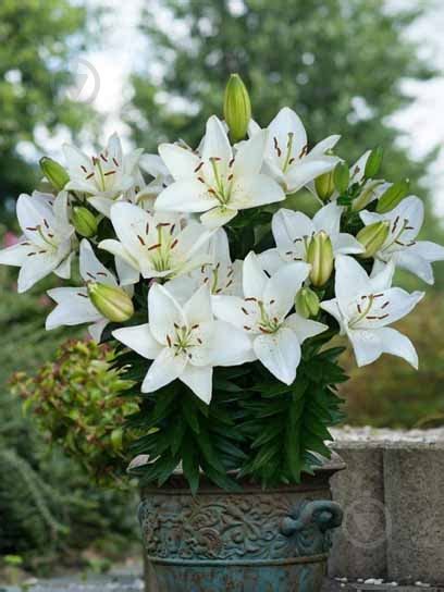 ᐉ Цибулина Vws Export Import Of Flowerbulbs B V лілії азіатської горщикової Тімон 1 шт