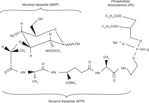 The Molecular Structure Of Liposomal Muramyl Tripeptide Phosphatidyl Download Scientific