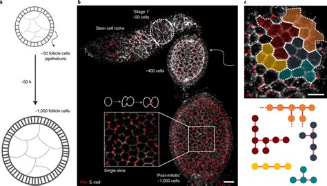 ring canals encode the history of cell divisions permitting download scientific diagram