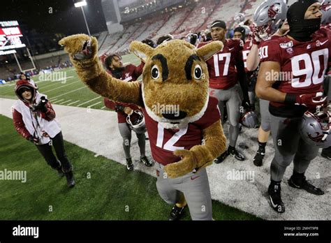 Washington State Mascot Butch T Cougar Celebrates With Football