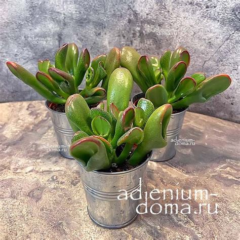 Растение ⌀ 5 Crassula Ovata Gollum Крассула Толстянка купить C доставкой почтой 🌸 Адениум дома