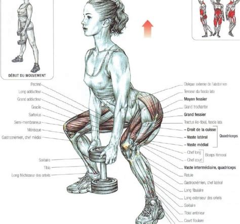 Dumbbell Squat Músculo