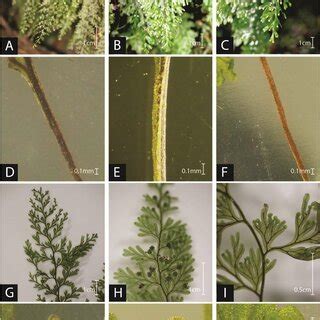 Morphology Of Japanese Specimens Of The Hymenophyllum Polyanthos