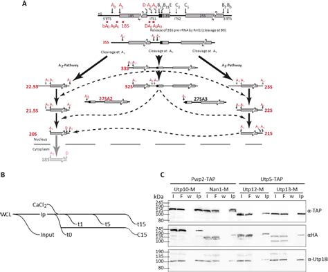 figure 1 from structural probing with mnase tethered to ribosome