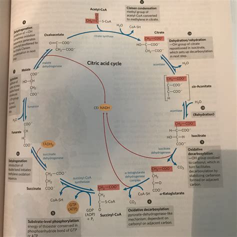 Citric Acid Cycle Lehninger