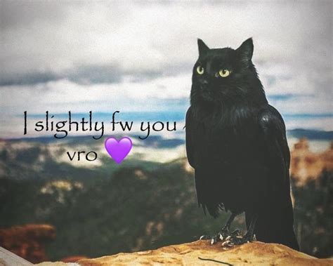 I Slightly Fw You Vro💜 Funny Looking Cats Silly Cats Silly Cats