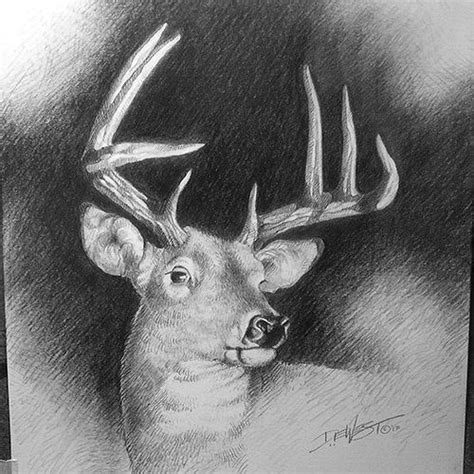 Whitetail Deer Sketch By De West Graphite