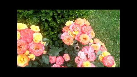 Совет - удобрение для роз - YouTube